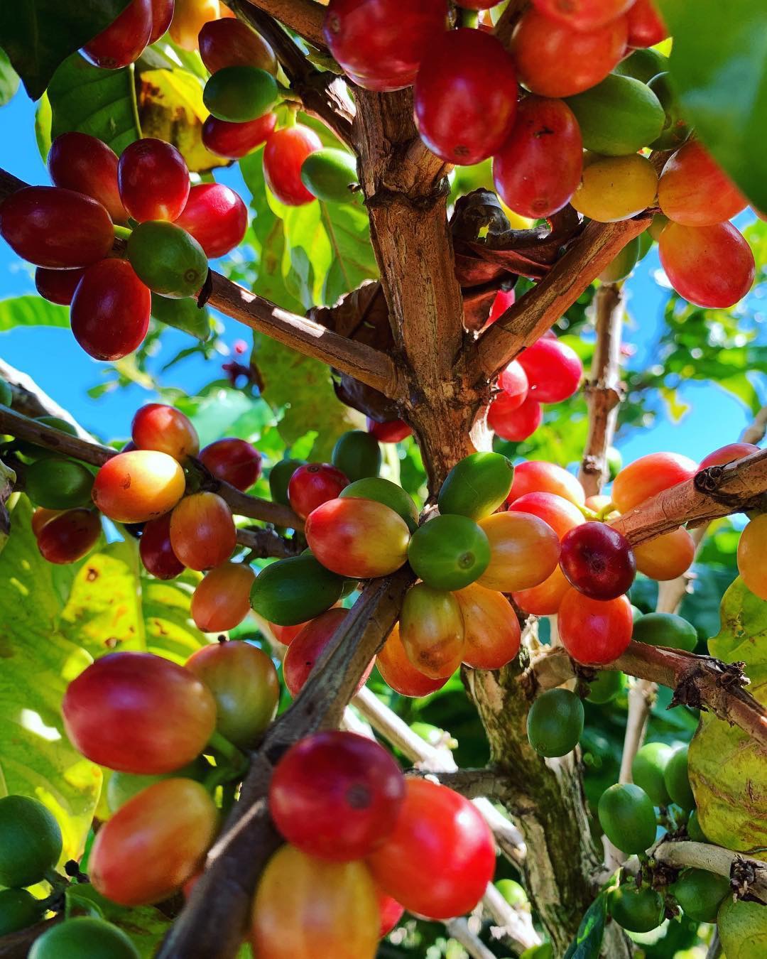 100% Pure Kona Coffee | TheCoffeeStore